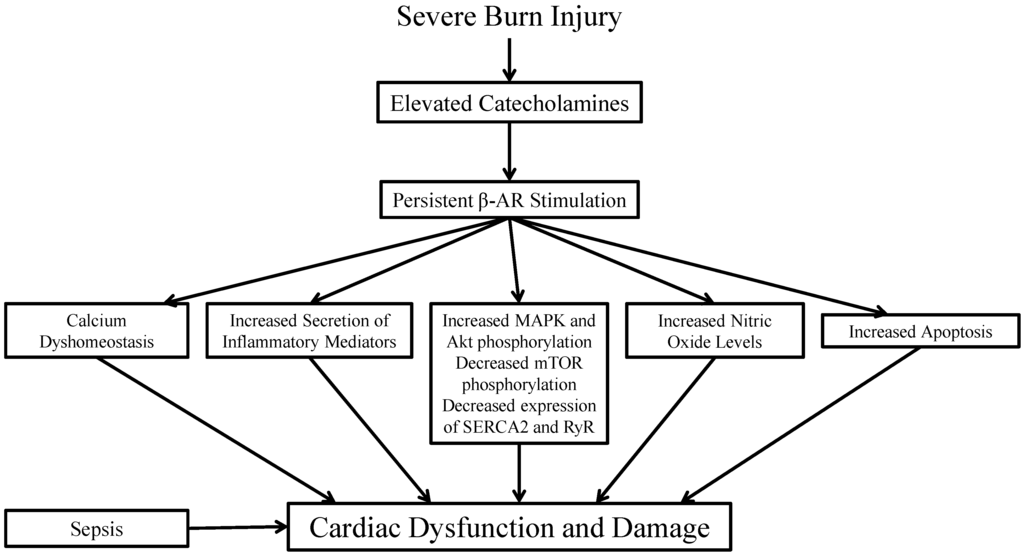 Cardiovascular Dysfunction Following Burn Injury: What We Have Learned ...