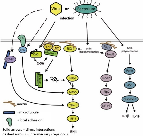 Ijms Free Full Text The Roles Of Rnase L In Antimicrobial Immunity And The Cytoskeleton