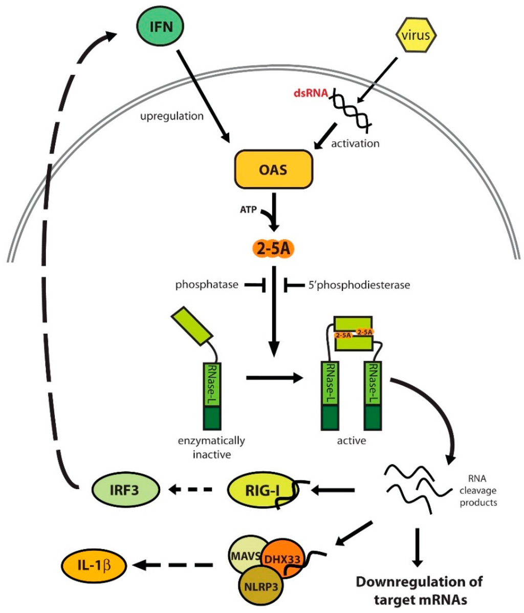 The Roles of RNase-L in Antimicrobial Immunity and the Cytoskeleton ...