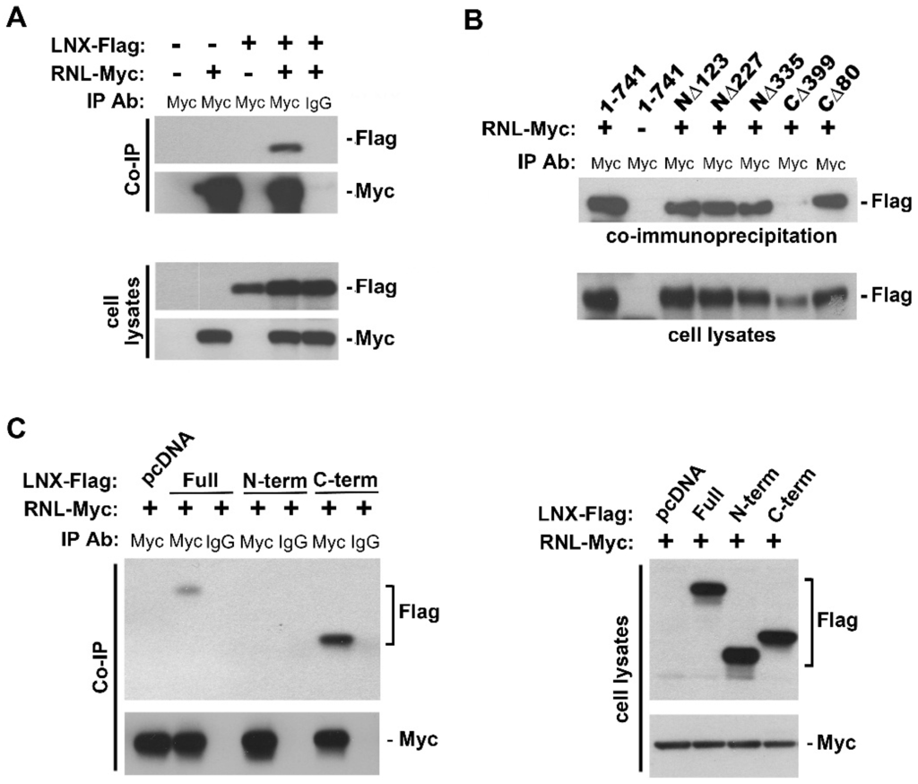 The Roles of RNase-L in Antimicrobial Immunity and the Cytoskeleton ...