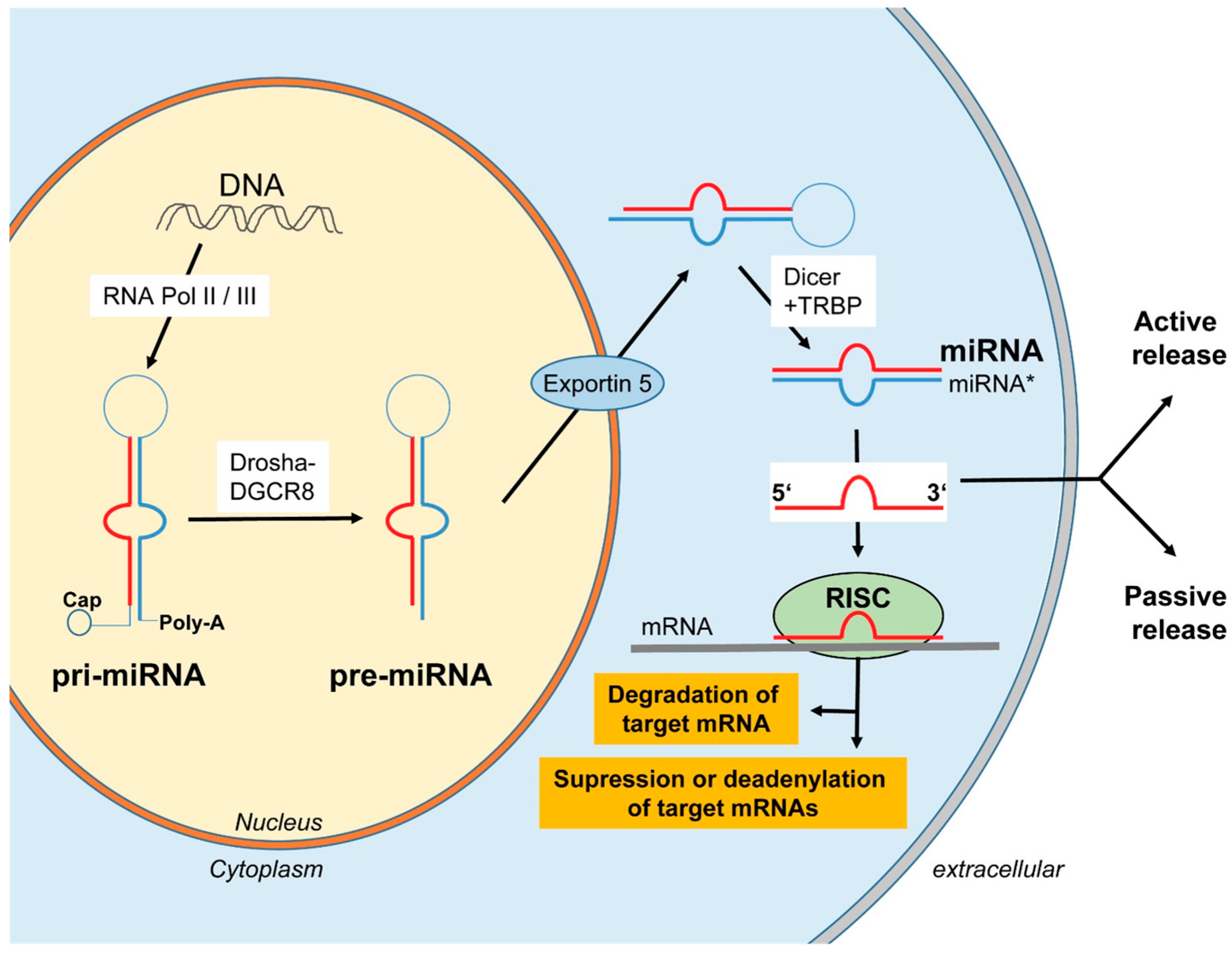 Ijms Free Full Text Circulating Micrornas As Biomarkers For Sepsis