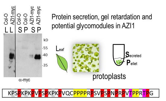 IJMS | Free Full-Text | Post-Translational Modification and Secretion ...