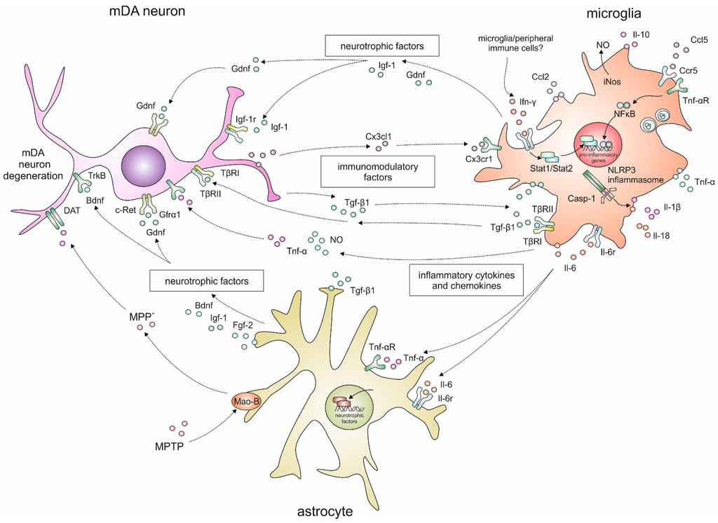 Microglia-Mediated Neuroinflammation and Neurotrophic Factor-Induced ...