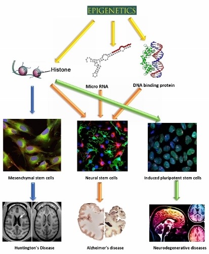 IJMS | Free Full-Text | Role of Epigenetics in Stem Cell Proliferation ...