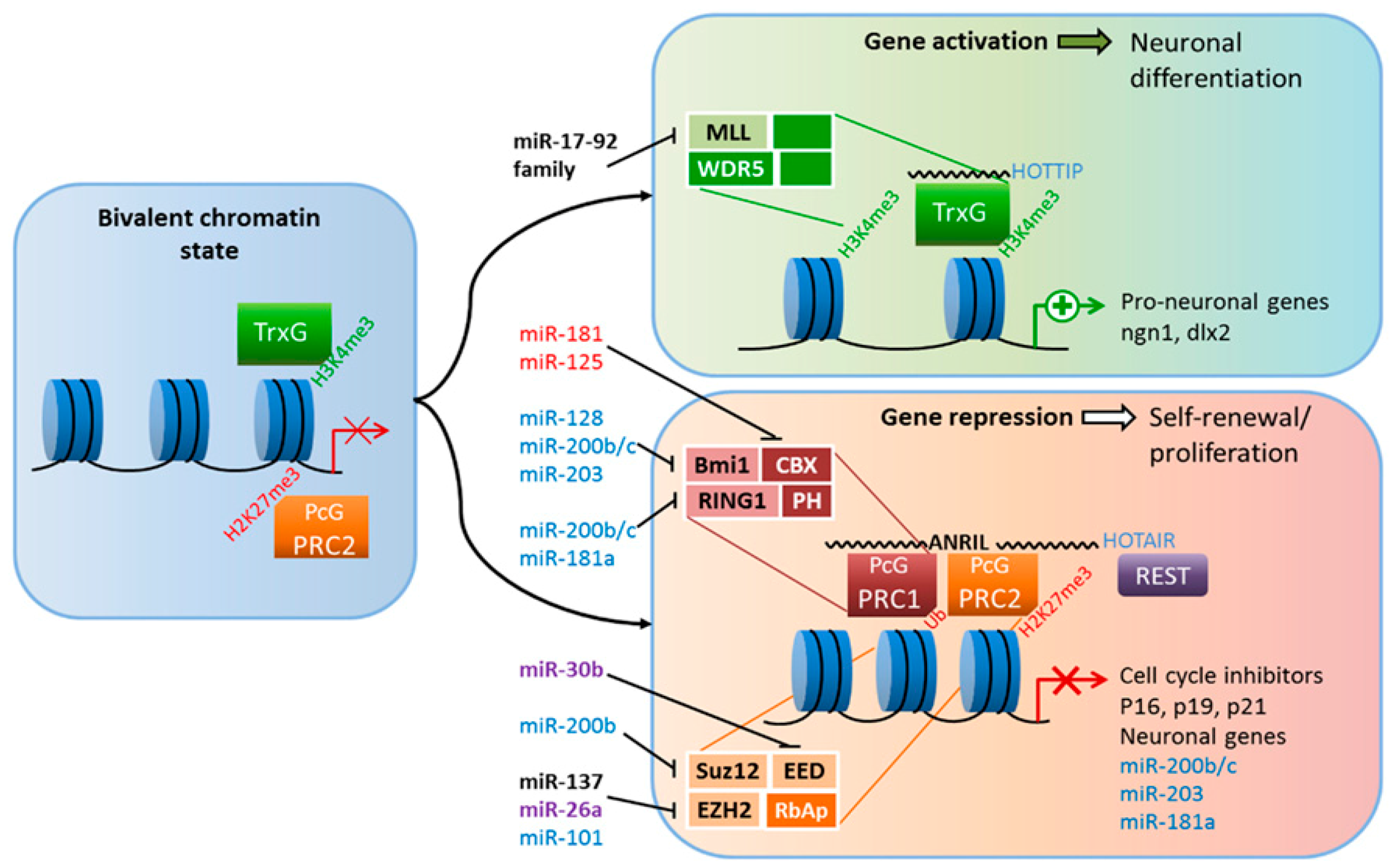IJMS | Free Full-Text | Role of Epigenetics in Stem Cell Proliferation and Differentiation ...