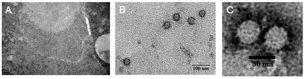 Isolation and Characterization of a Novel Dicistrovirus Associated with ...