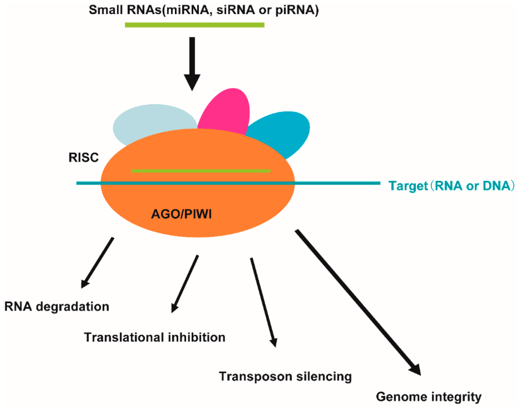 Argonaute and Argonaute-Bound Small RNAs in Stem Cells