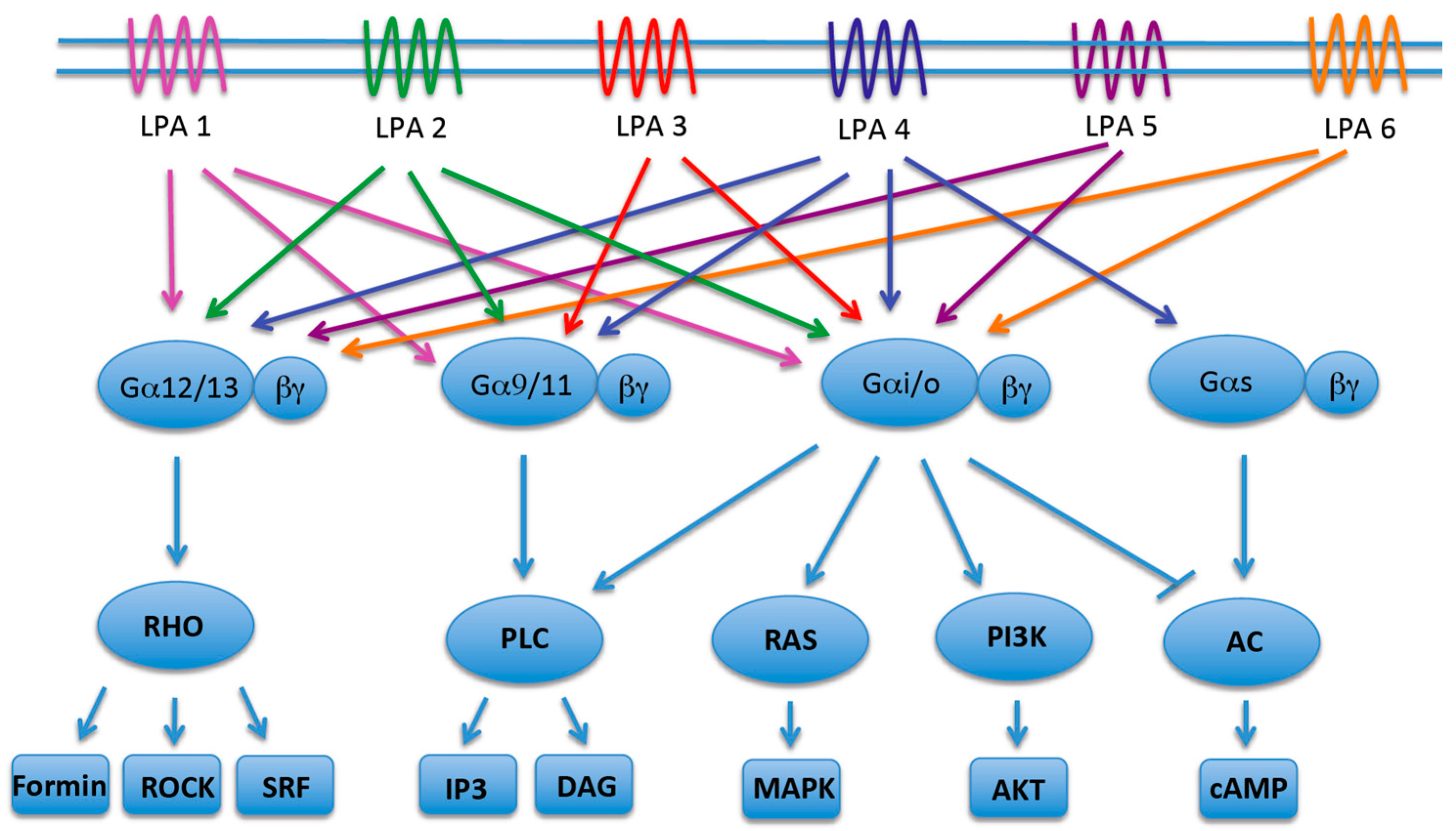 G-Protein-Coupled Lysophosphatidic Acid Receptors and Their Regulation ...