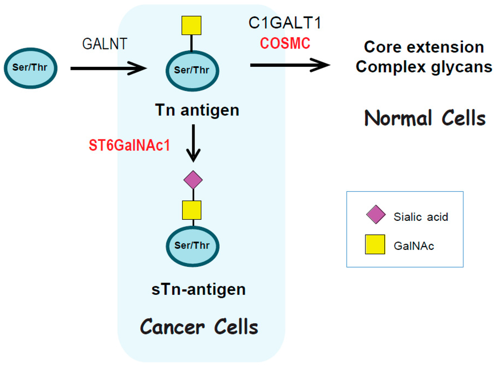 The Role of Sialyl-Tn in Cancer