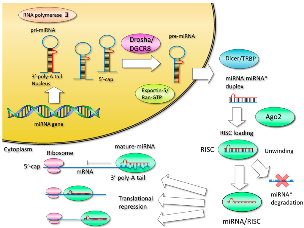 MicroRNAs as Biomarkers for Liver Disease and Hepatocellular Carcinoma