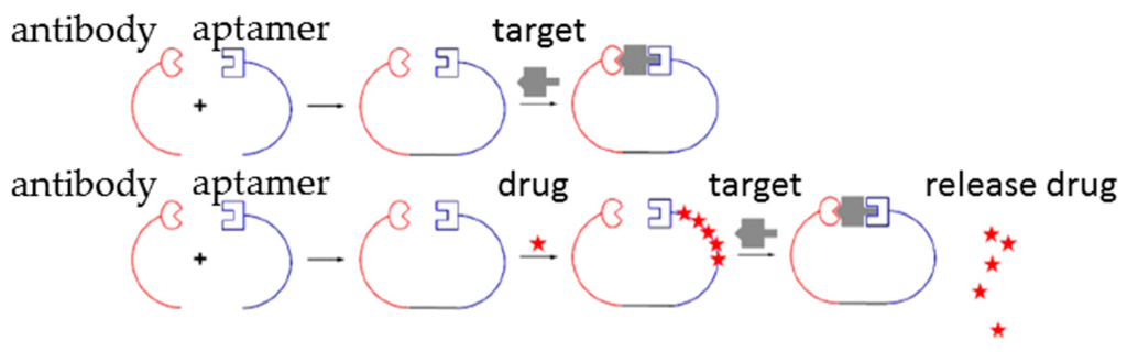 IJMS | Free Full-Text | Molecular Selection, Modification and ...