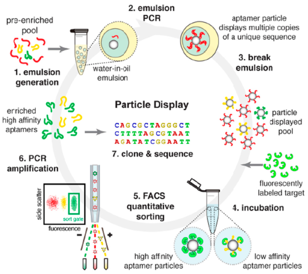 Ijms Free Full Text Molecular Selection Modification And