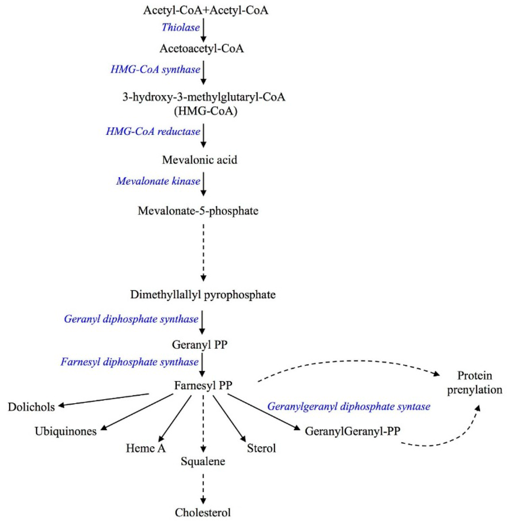 Geranylgeraniol and Neurological Impairment: Involvement of Apoptosis ...