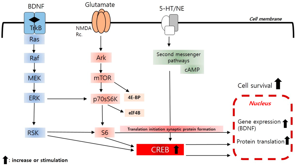 IJMS | Free Full-Text | Molecular Neurobiology and Promising New Treatment in Depression