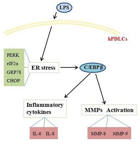 Ijms Free Full Text C Ebp β Mediates Endoplasmic Reticulum Stress