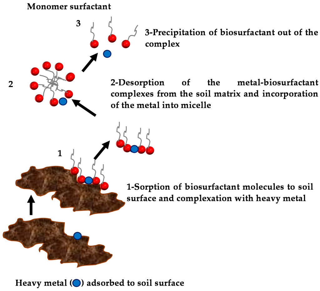 Biosurfactants: Multifunctional Biomolecules of the 21st Century