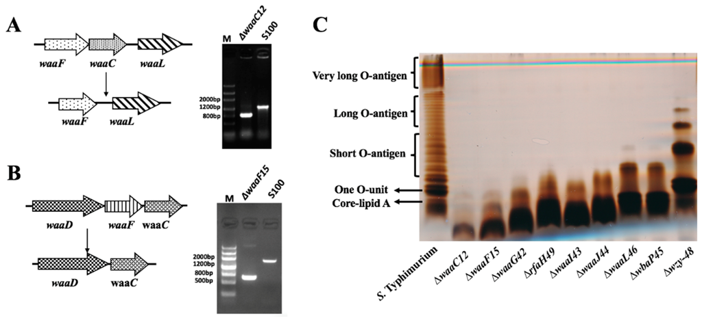 Immunogenicity and Cross-Protective Efficacy Induced by Outer Membrane ...