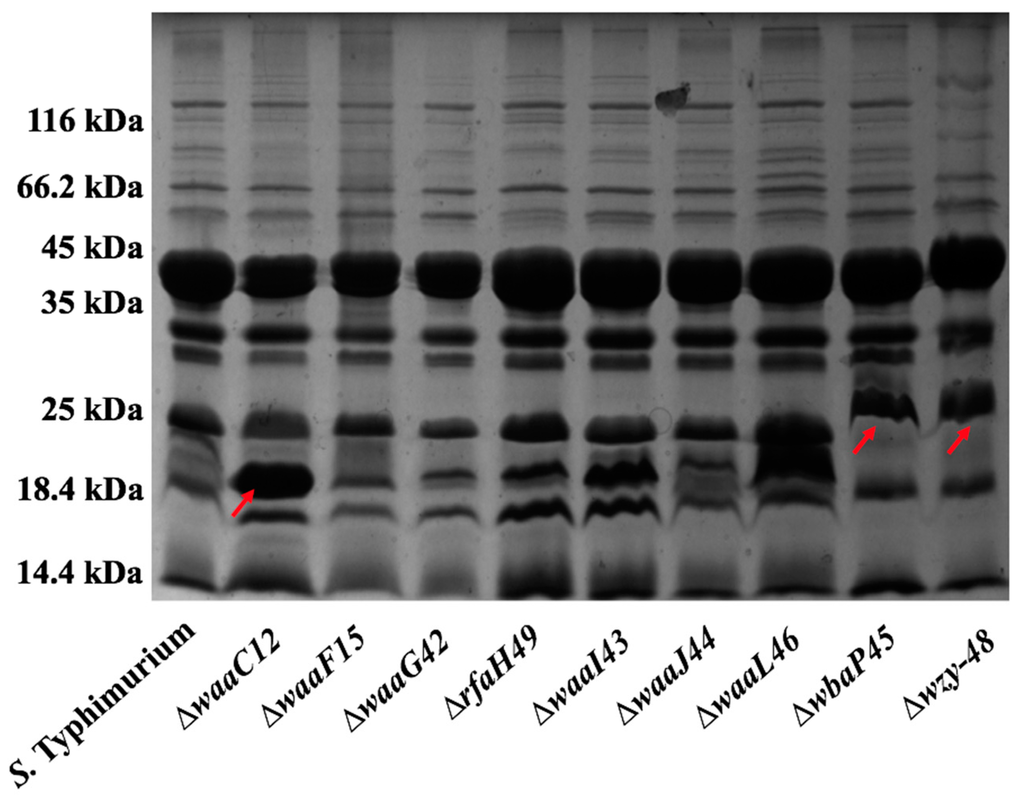Immunogenicity and Cross-Protective Efficacy Induced by Outer Membrane ...