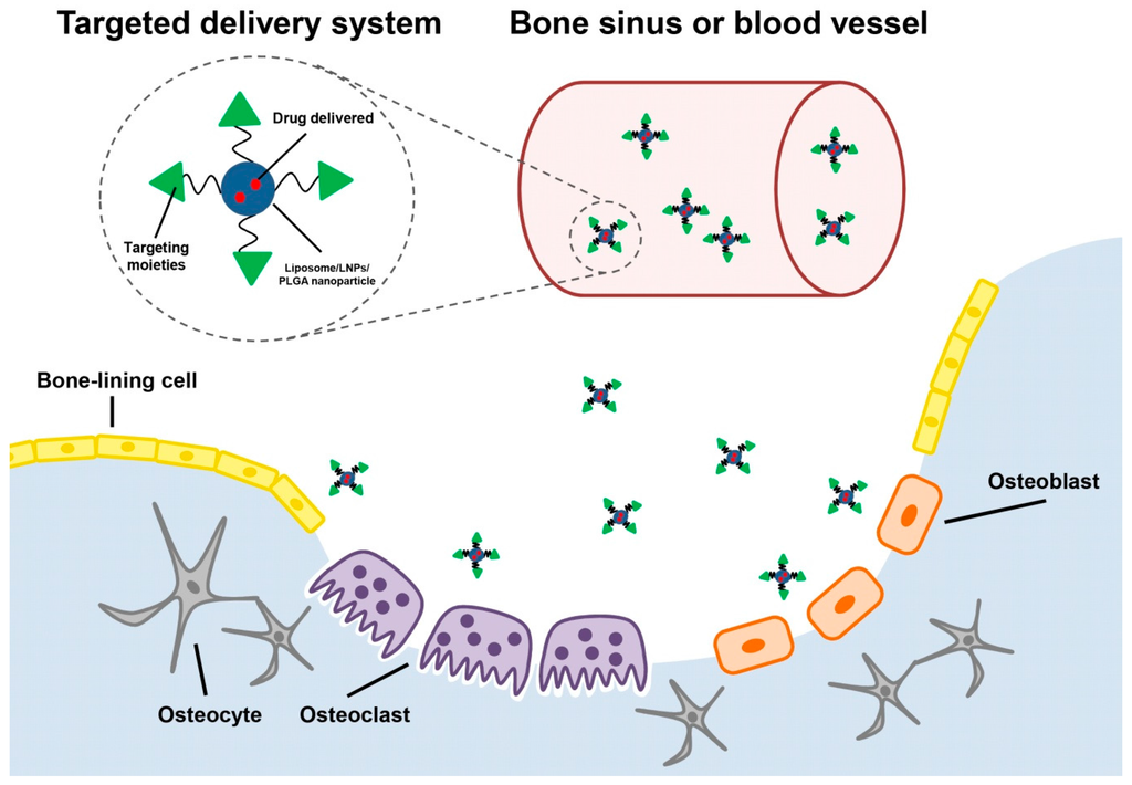 Targeted Delivery Systems for Molecular Therapy in Skeletal Disorders