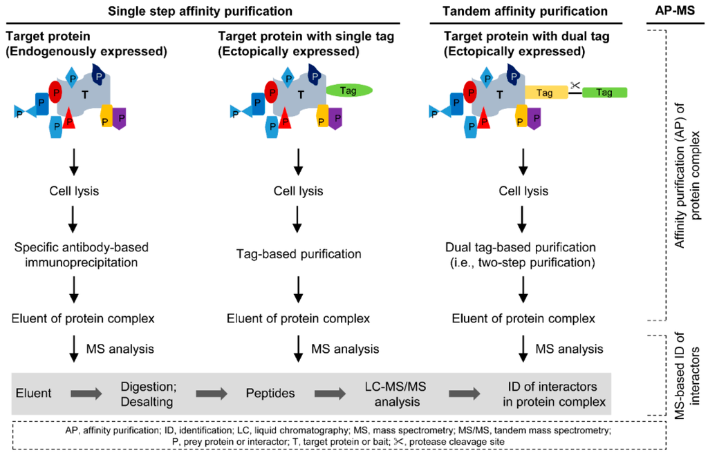 Proteomics-Based Analysis of Protein Complexes in Pluripotent Stem ...