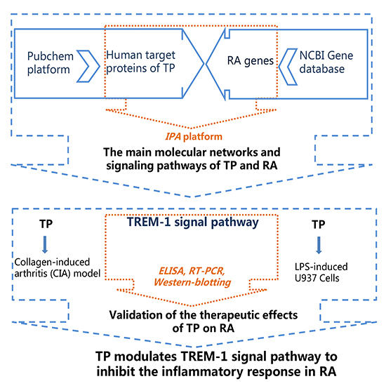 IJMS | Free Full-Text | Triptolide Modulates TREM-1 Signal Pathway to ...