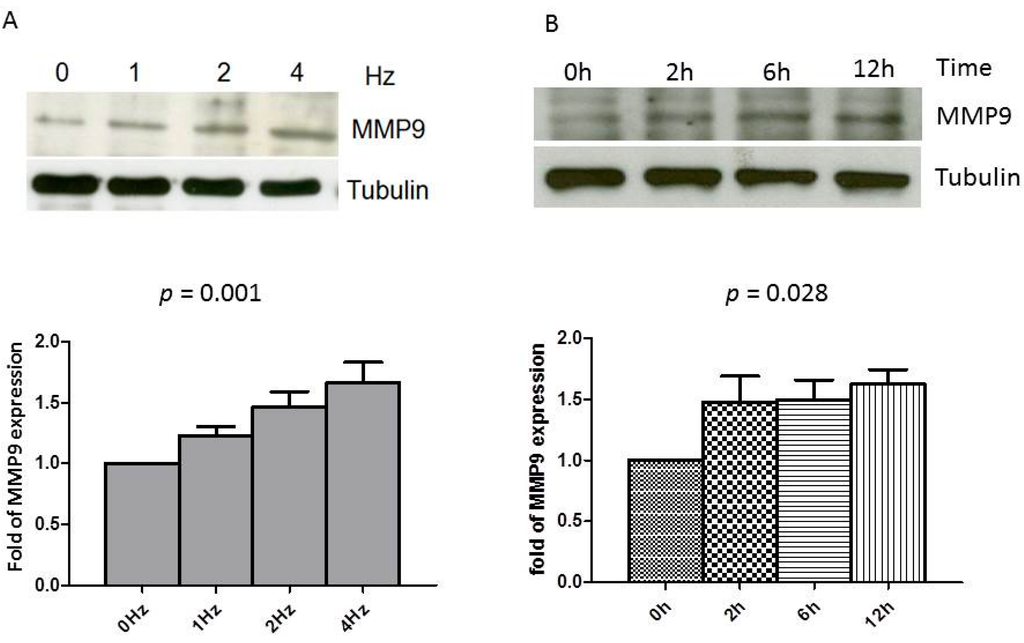 MMP9 Rs3918242 Polymorphism Affects Tachycardia-Induced MMP9 Expression ...