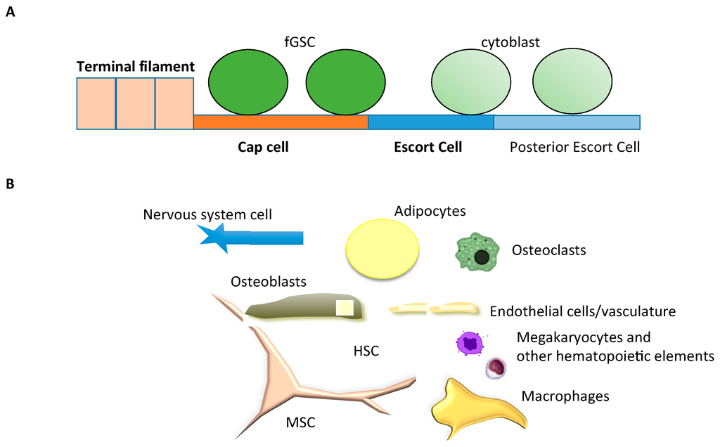 IJMS | Special Issue : Molecular and Cellular Mechanisms of ...