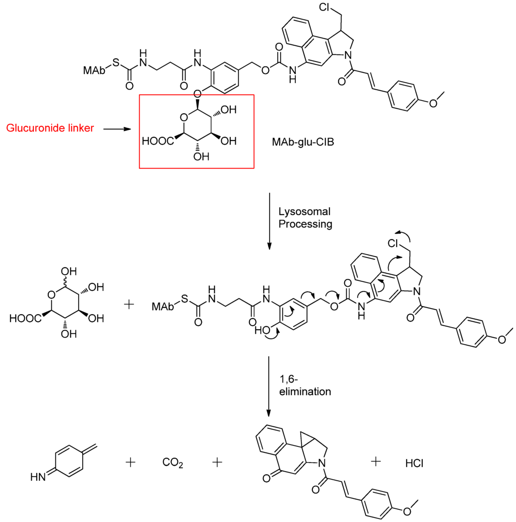 Linkers Having a Crucial Role in Antibody–Drug Conjugates