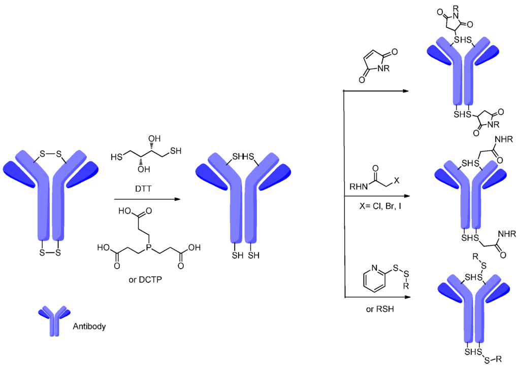 Linkers Having a Crucial Role in Antibody–Drug Conjugates