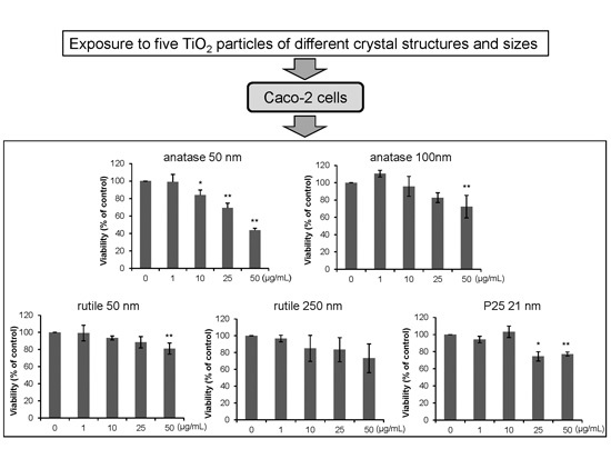 IJMS | Special Issue : Cellular Toxicity of Nanoparticles