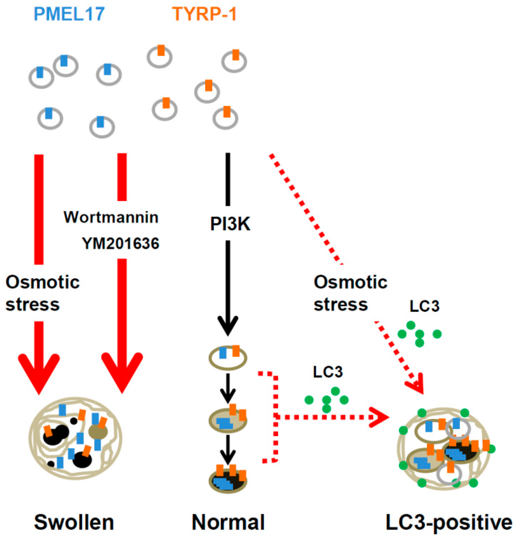 IJMS | Special Issue : Biochemistry and Mechanisms of Melanogenesis