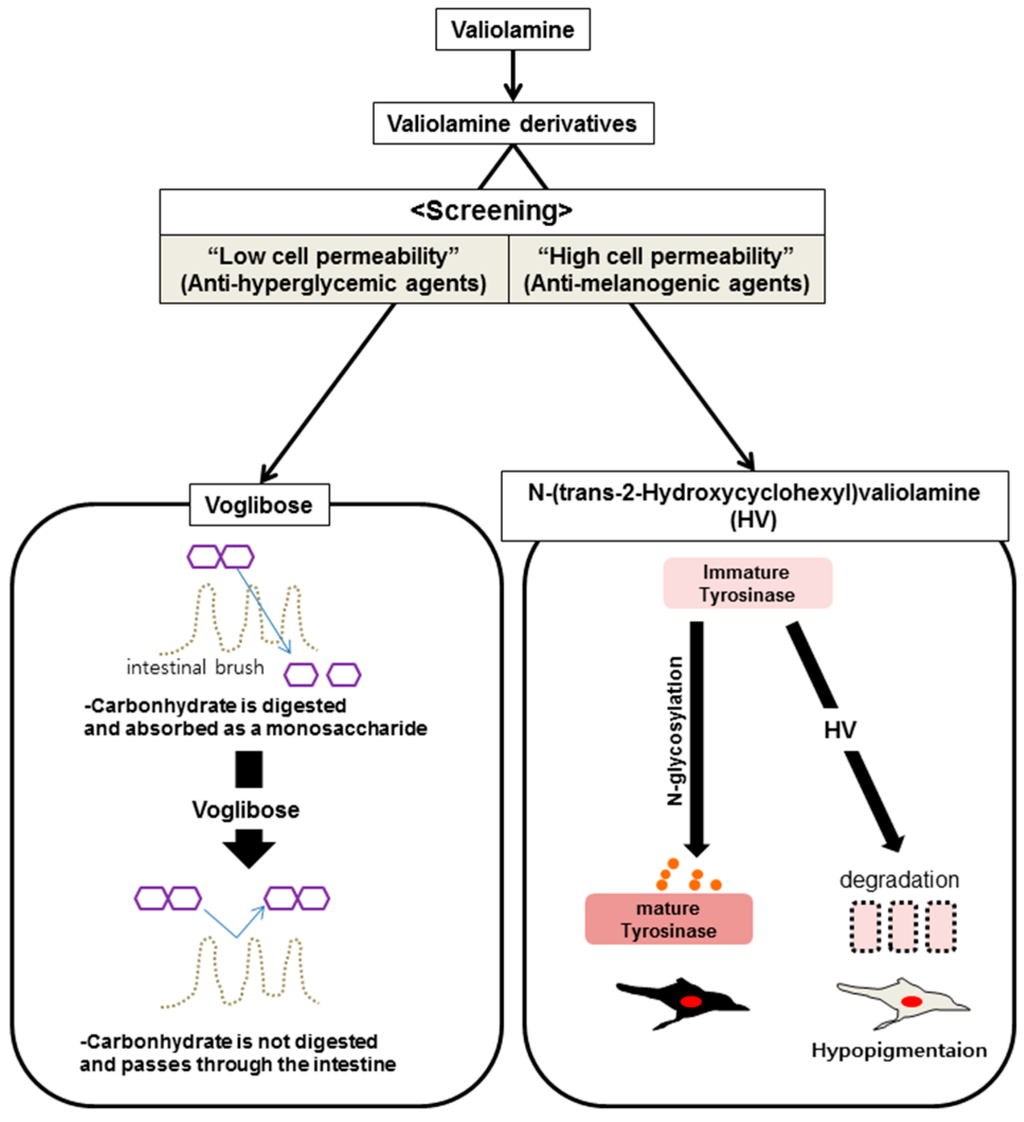 IJMS | Special Issue : Biochemistry and Mechanisms of Melanogenesis
