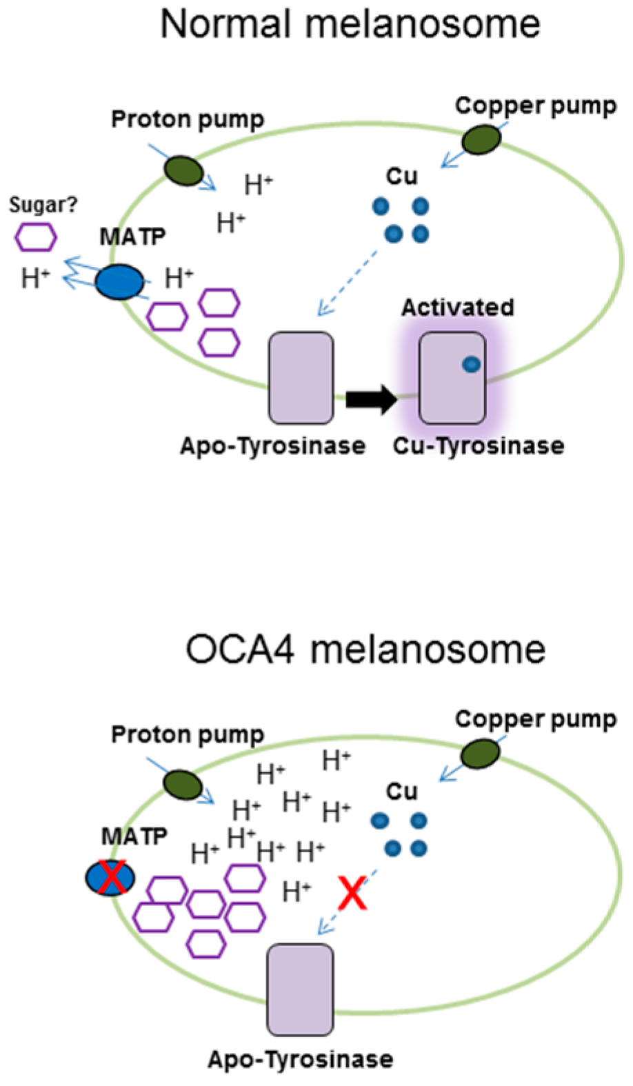 IJMS | Special Issue : Biochemistry and Mechanisms of Melanogenesis