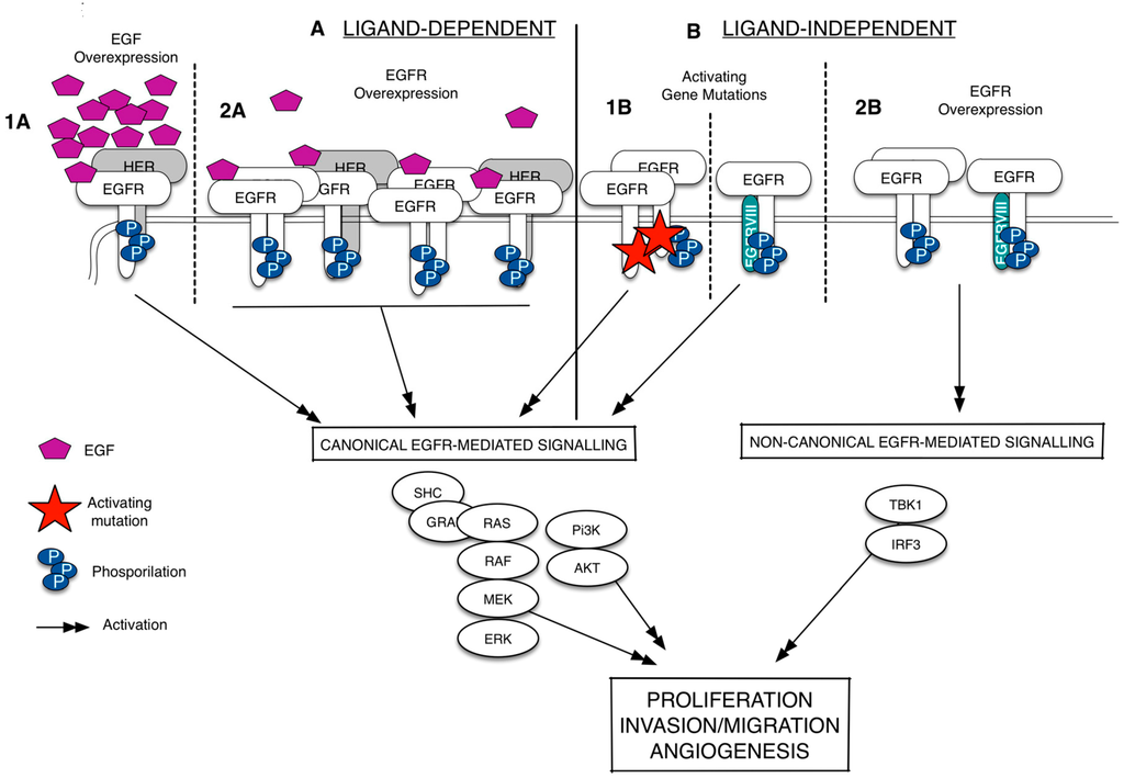 Soluble Epidermal Growth Factor Receptors (sEGFRs) in Cancer: Biological Aspects and Clinical ...