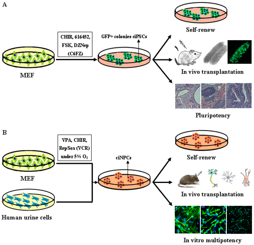 Rationale and Methodology of Reprogramming for Generation of Induced ...