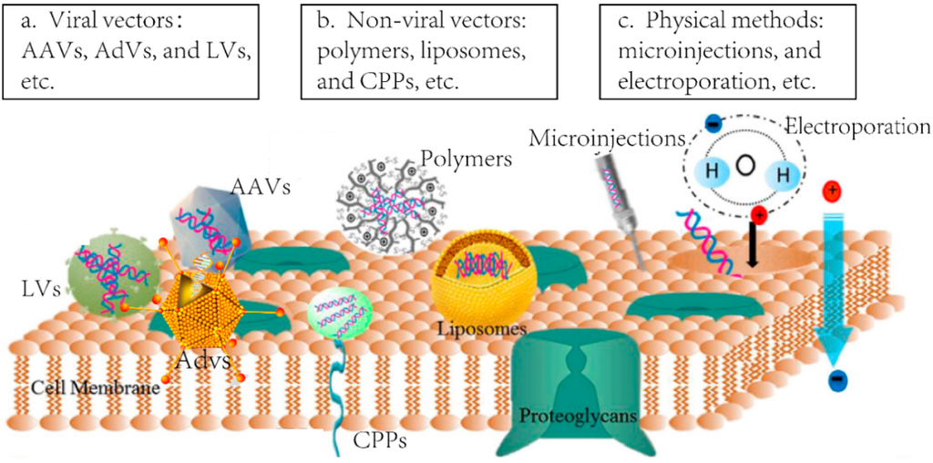 In Vivo Delivery Systems for Therapeutic Genome Editing