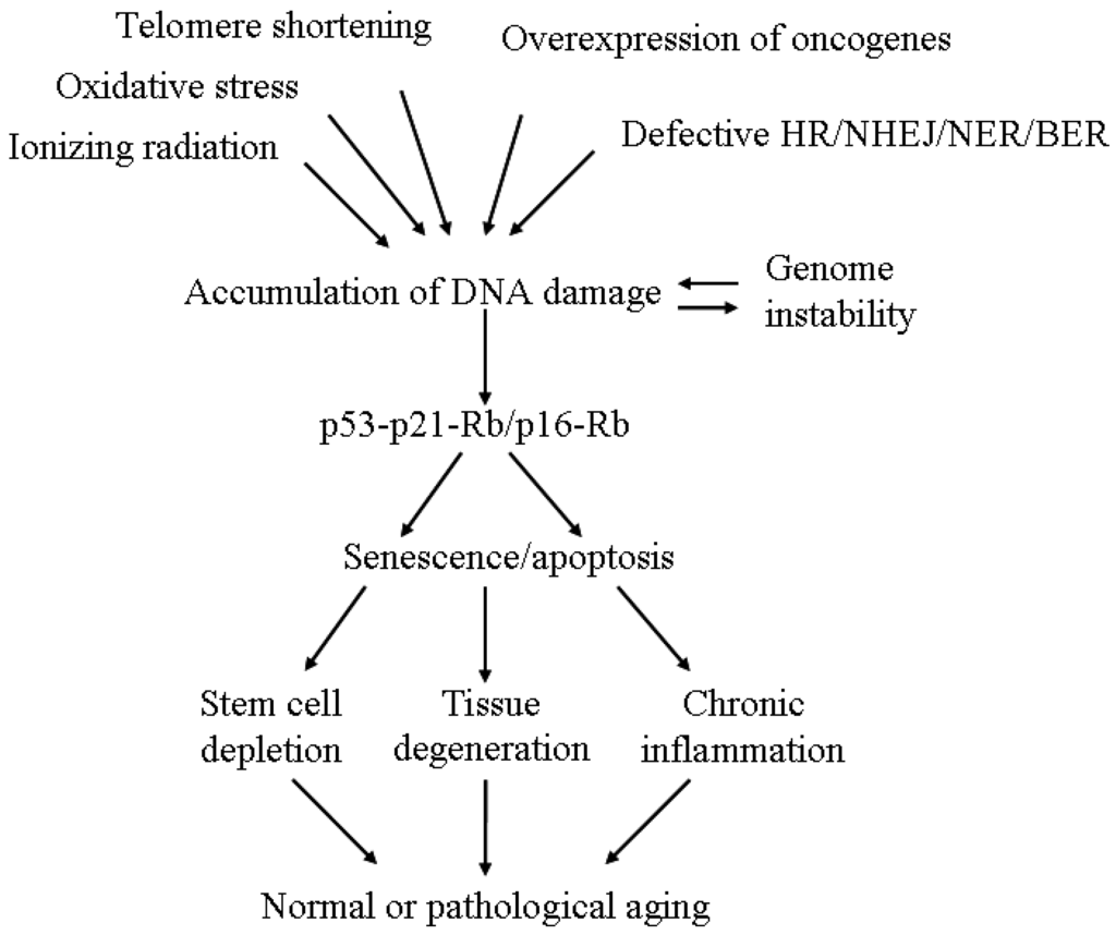 IJMS | Free Full-Text | Connecting the Dots: From DNA Damage and Repair ...