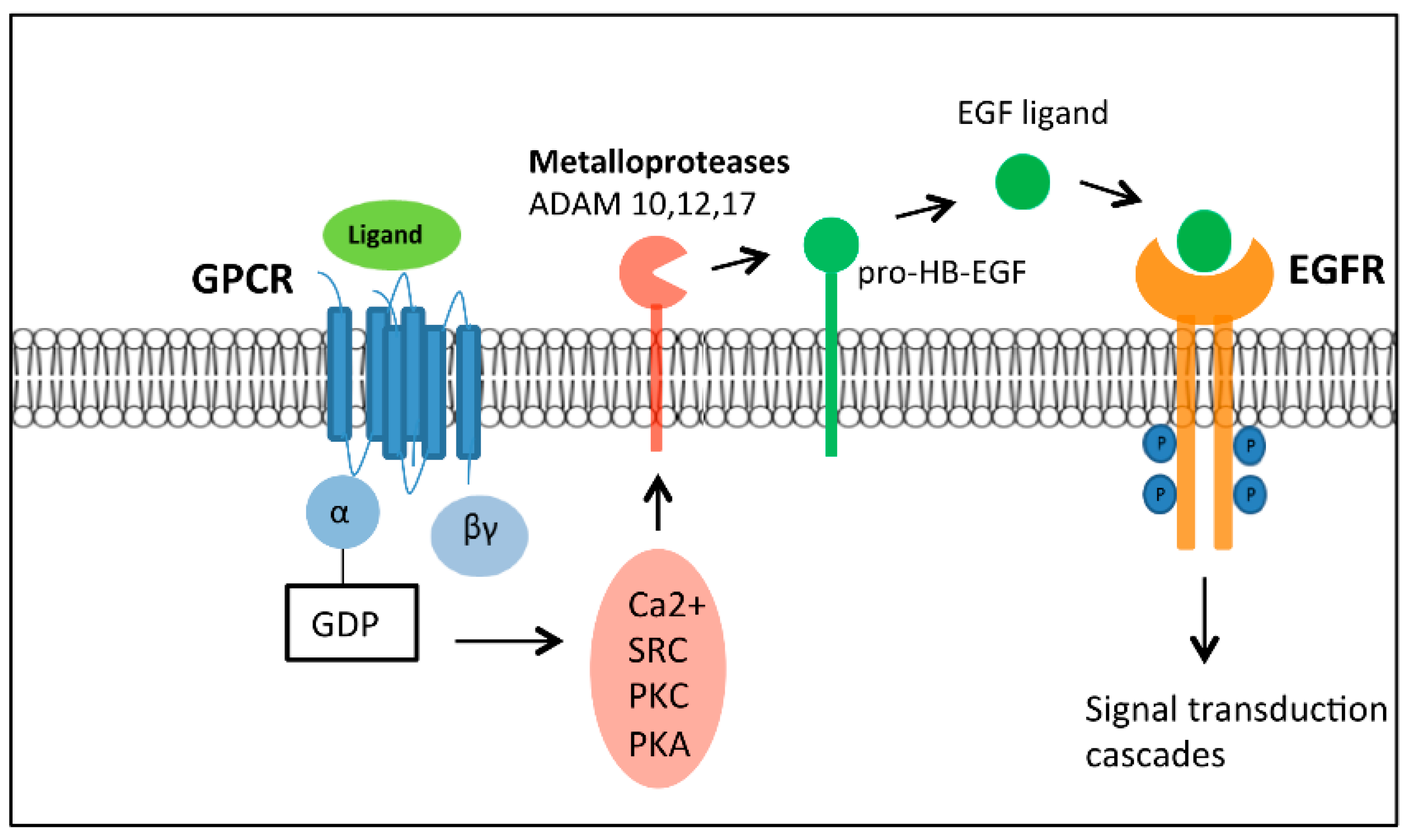 Ijms Free Full Text G Protein Coupled Receptor Signaling In Stem