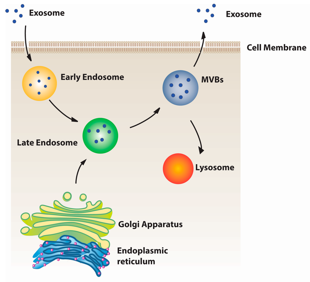 Exosome: A Novel Approach to Stimulate Bone Regeneration through ...