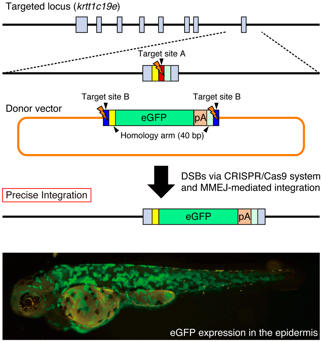 Site-Specific Integration of Exogenous Genes Using Genome Editing ...