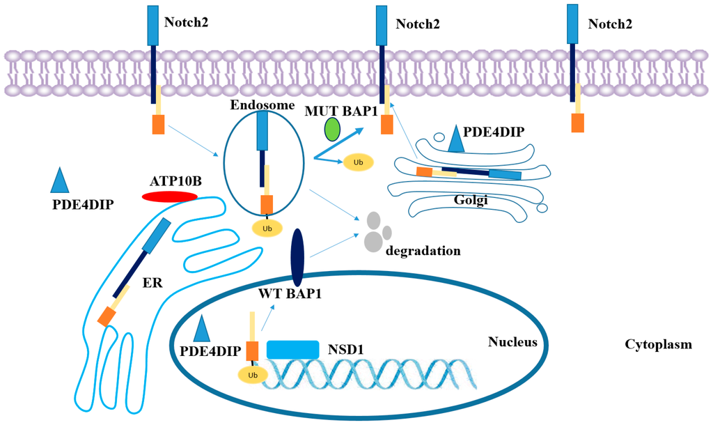 A Tumor-Specific Neo-Antigen Caused by a Frameshift Mutation in BAP1 Is ...