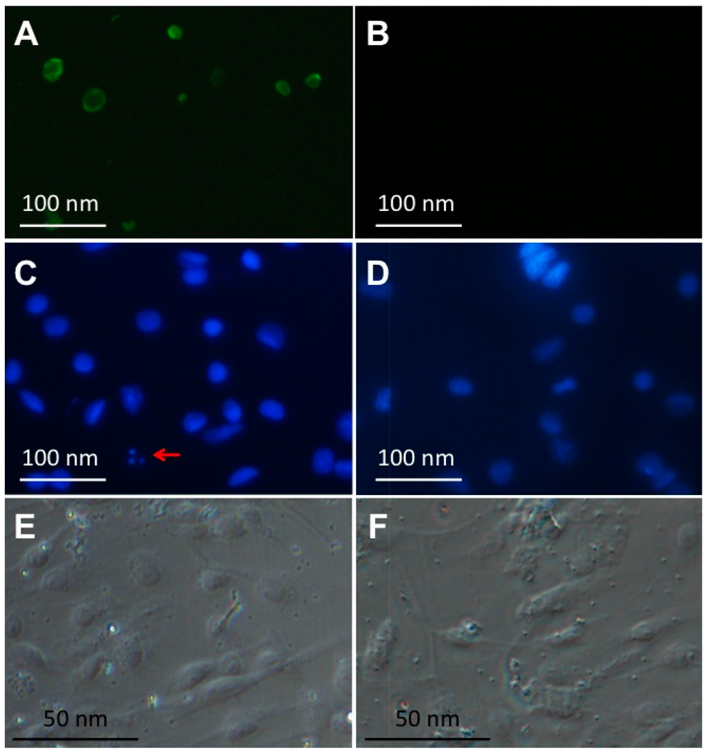 Susceptibility of Chinese Perch Brain (CPB) Cell and Mandarin Fish to ...