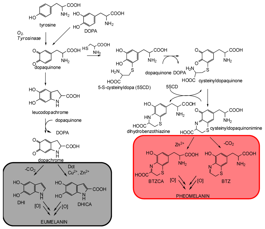 IJMS | Special Issue : Biochemistry and Mechanisms of Melanogenesis