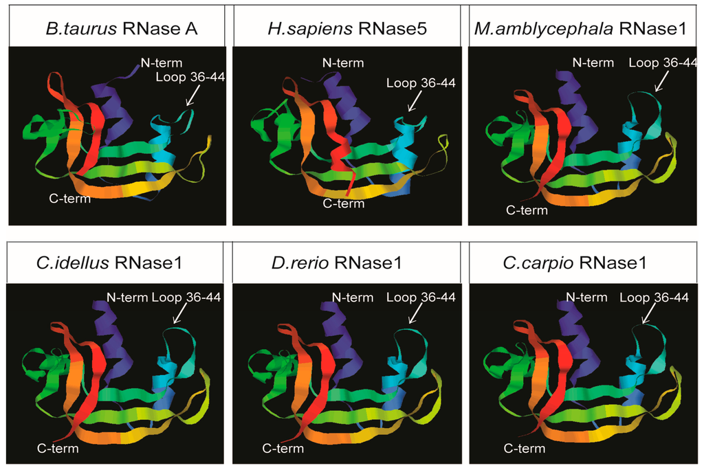 IJMS | Special Issue : Fish Molecular Biology