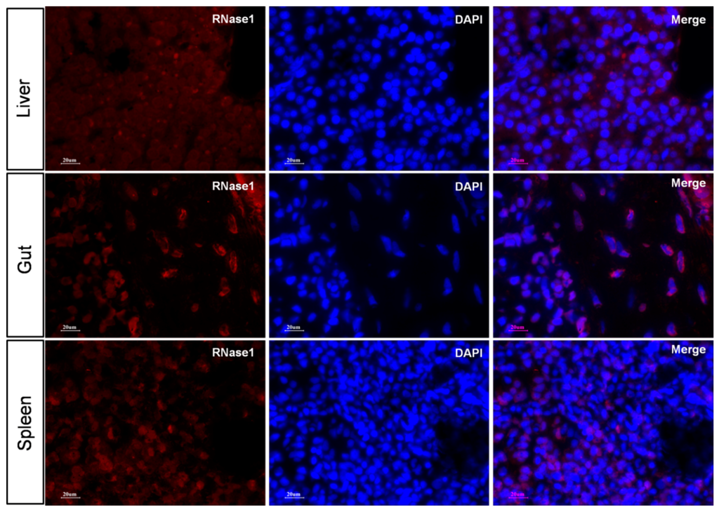 IJMS | Special Issue : Fish Molecular Biology