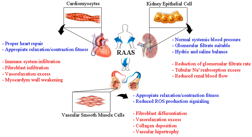 Role of the Renin-Angiotensin-Aldosterone System beyond Blood Pressure ...