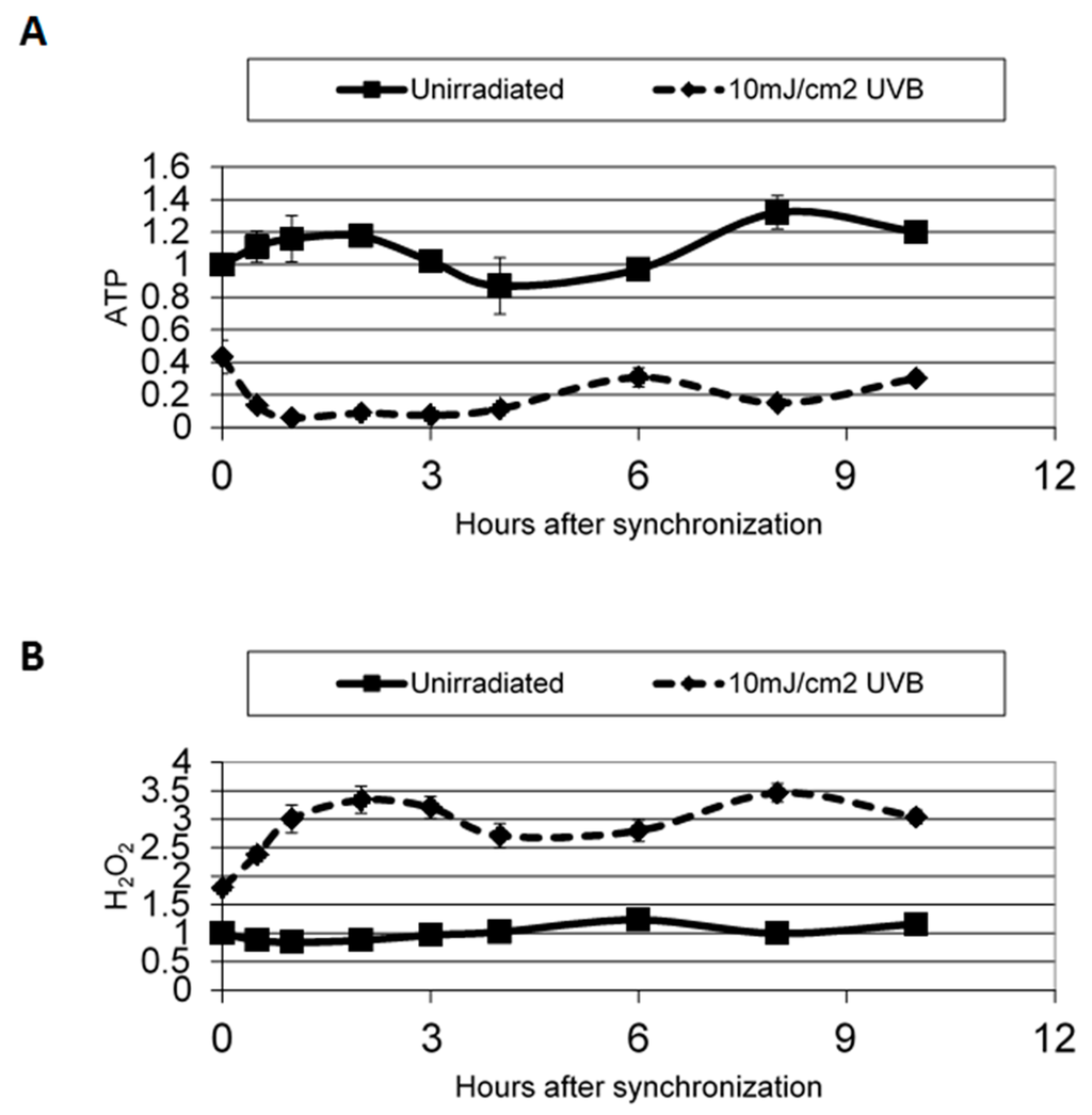 Biological Rhythms in the Skin