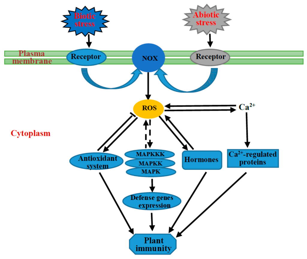 IJMS | Special Issue : Plant Innate Immunity