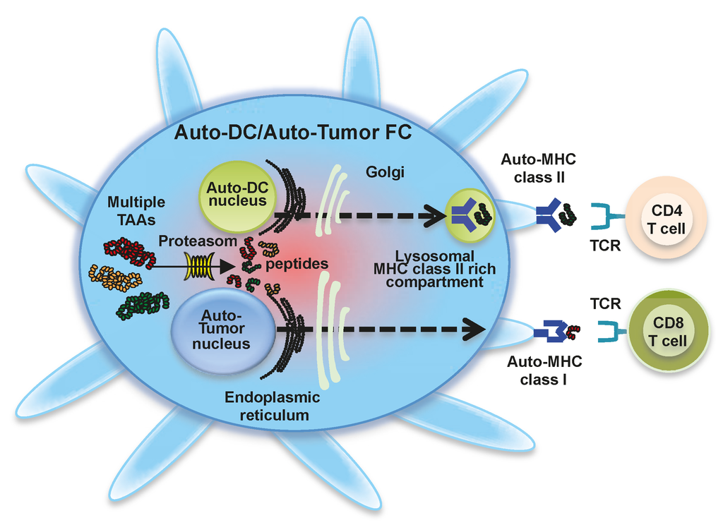 IJMS | Special Issue : Cell Fusion in Cancer IJMS | Special Issue : Cell Fusion in Cancer