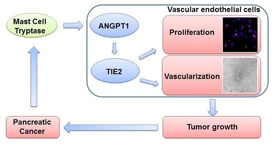 IJMS | Free Full-Text | Mast Cell Tryptase Contributes to Pancreatic ...